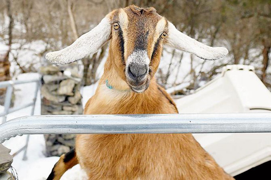 No joke: A goat elected mayor | The Financial Express