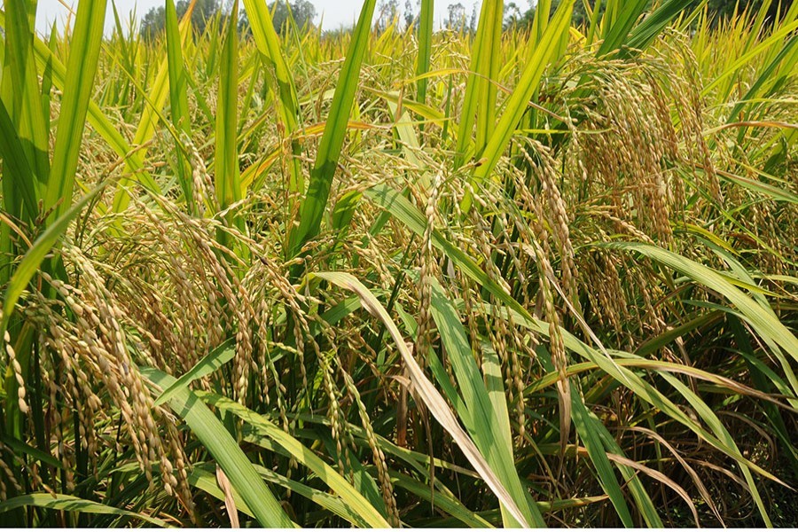BINA develops new salinity, flood tolerant rice | The Financial Express