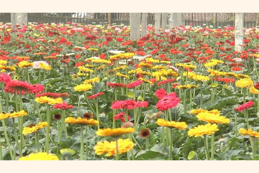 Gadkhali, Panisara flower villages ready with flowers for national ...