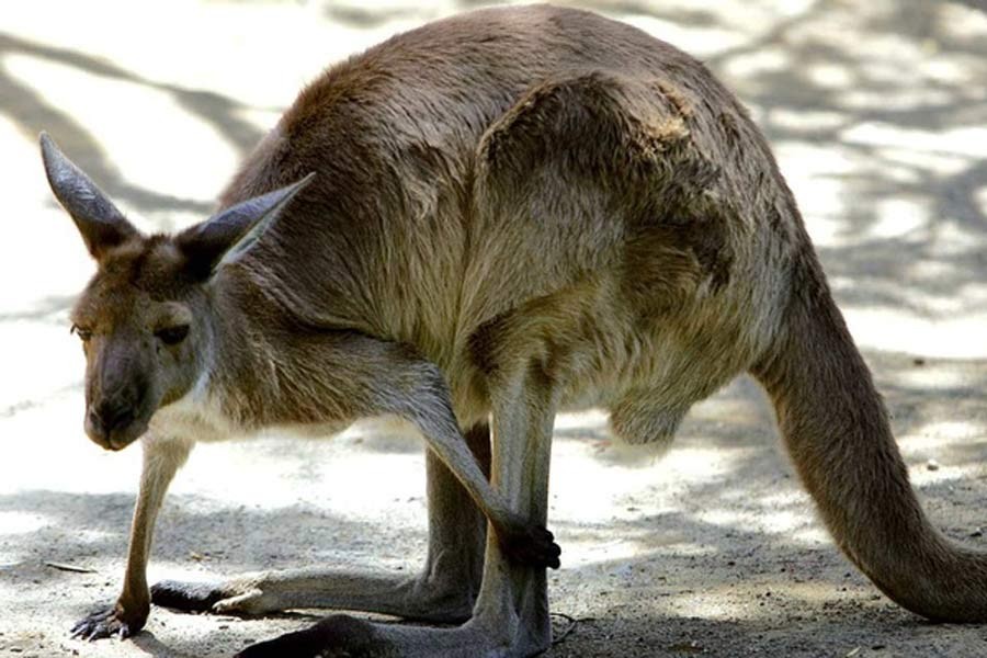 Kangaroos can learn to communicate with humans, researchers say | The ...