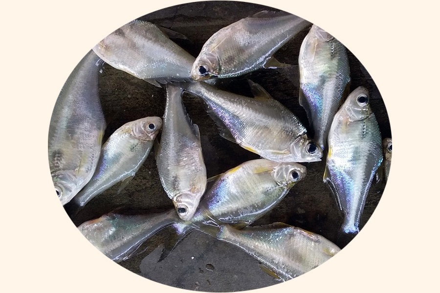 Researchers succeed in breeding of Bangladesh's endangered fish species ...