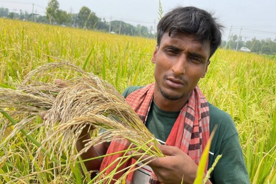 As rising 'heat shocks' ruin rice crops, Bangladesh faces hunger risk ...