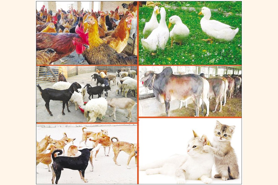 Treating animals well because their lives are precious too | The ...