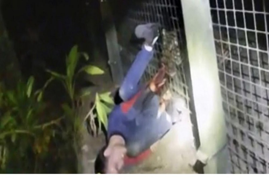 Zoo tiger shot while biting man's arm in Florida | The Financial Express