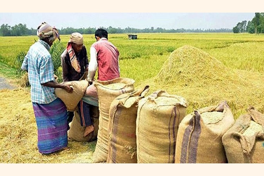 Paddy procurement begins across country | The Financial Express